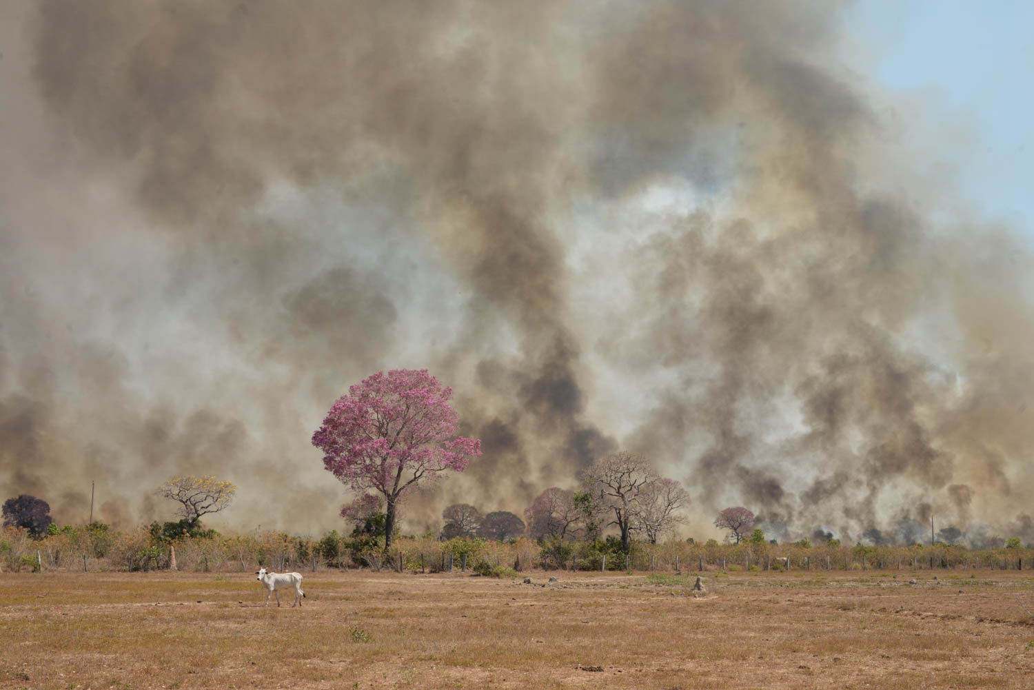 Hacia la recuperación del Pantanal, el humedal tropical más grande del ...