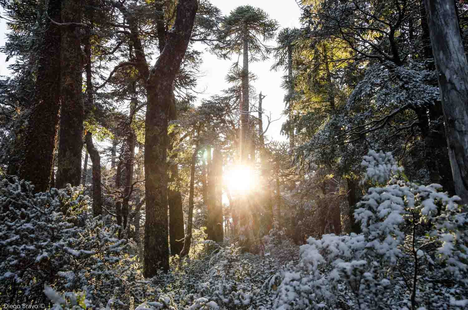 La comunidad mapuche que tiene la energía del sol como aliada