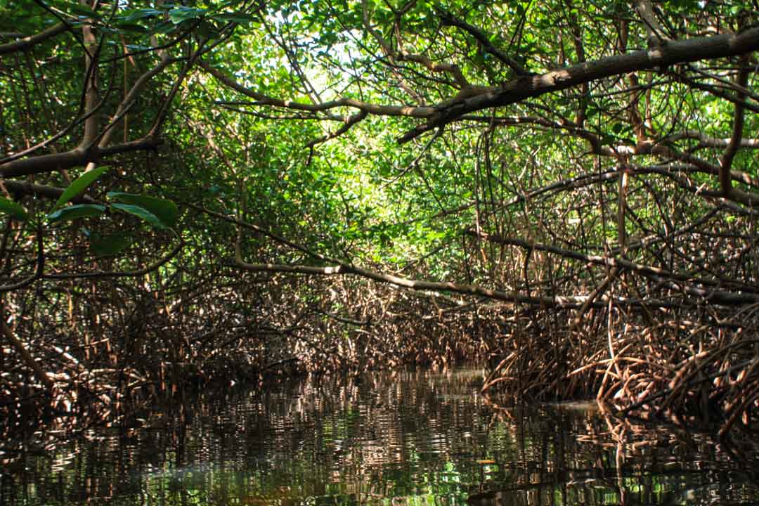 Los manglares, claves para la biodiversidad y la acción climática
