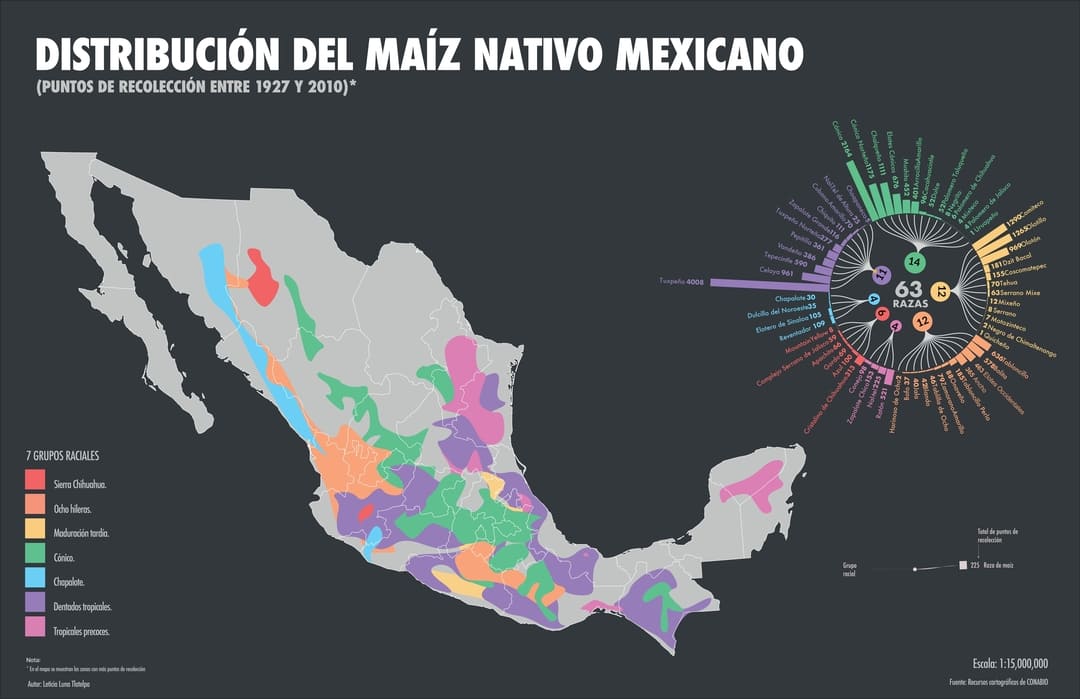 Conservar el maíz nativo: una conversación de México en la COP16